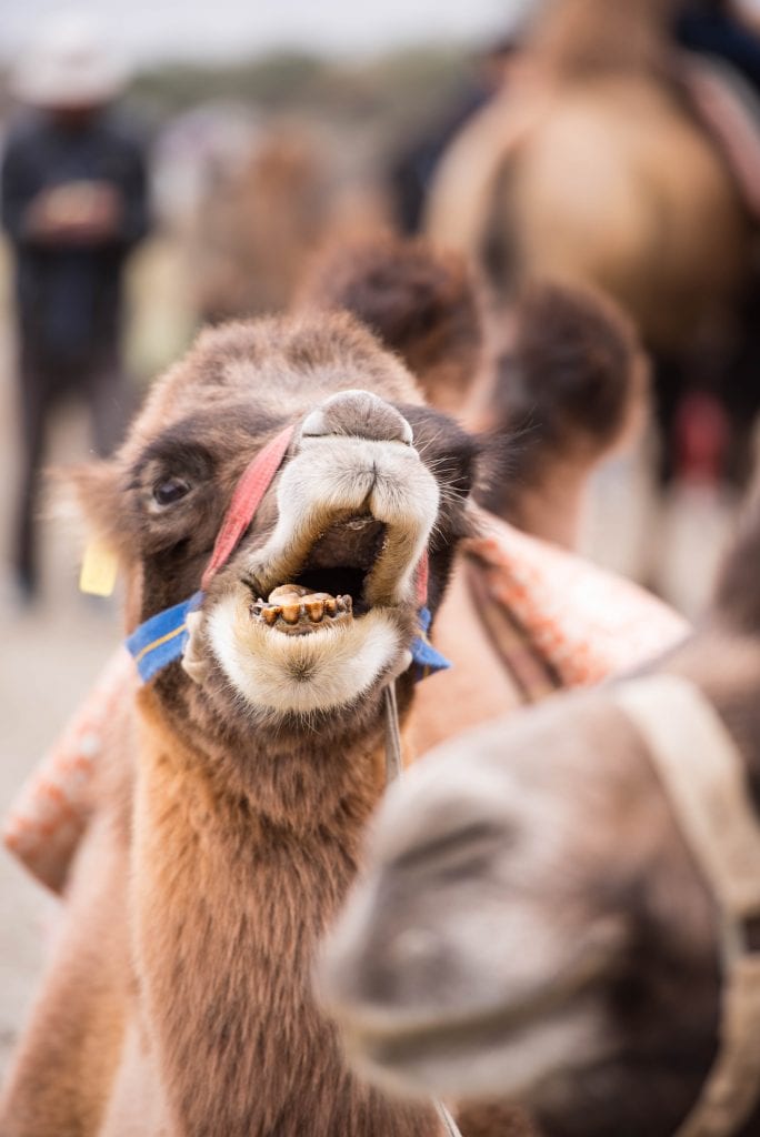 Leh Ladakh & Kashmir - A must visit Destination - TrendinMyWay